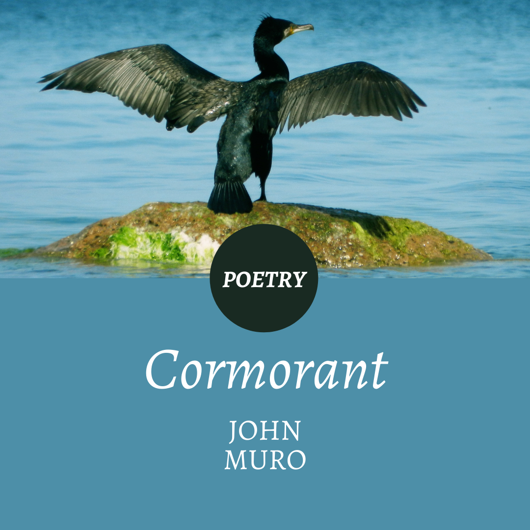 Cormorant: MockingOwl Roost Poetry Corner