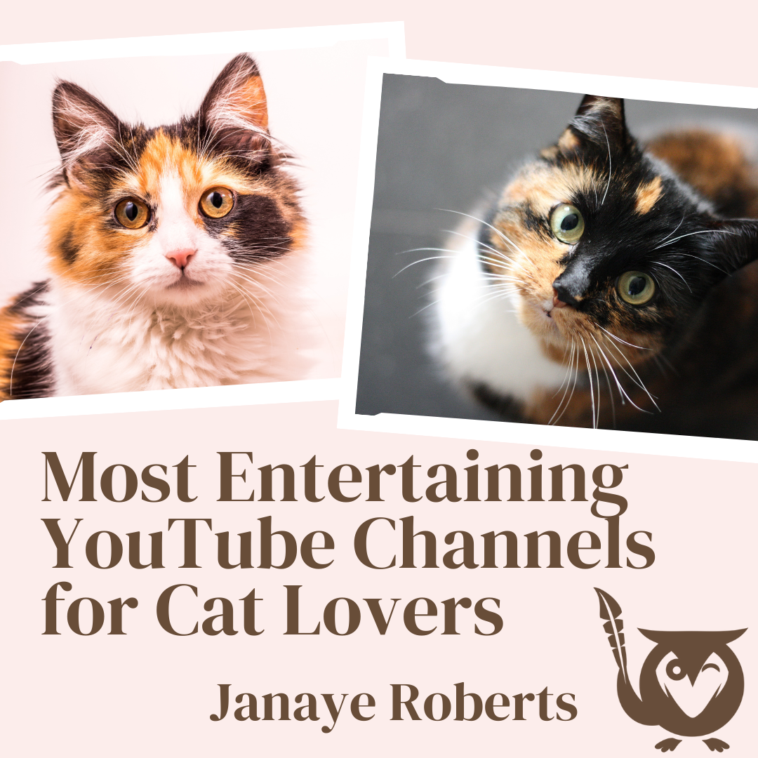 Top Cat Videos for All You Feline-Lovers